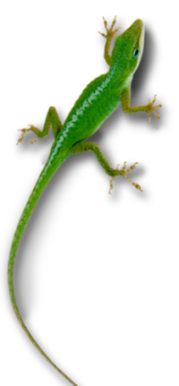 Home - San Antonio Zoo School